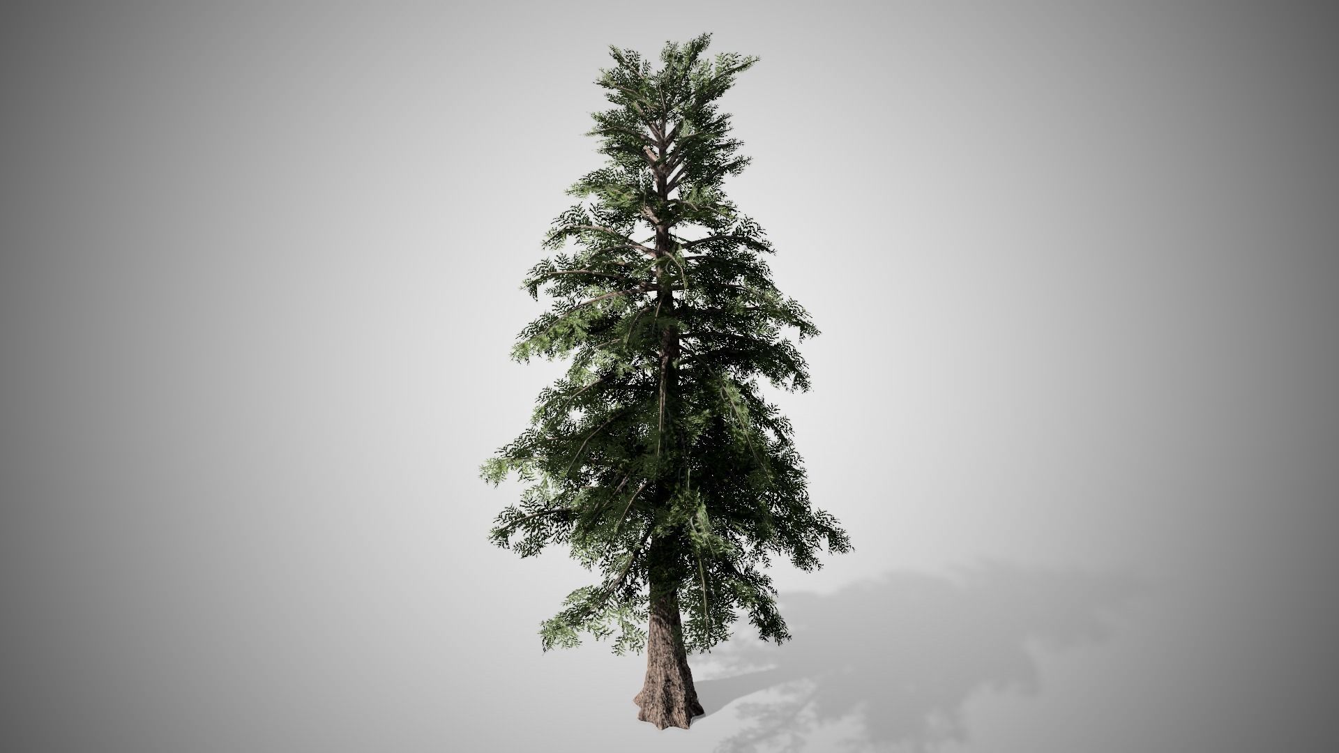 3D model Western Red Cedar Tree VR / AR / low-poly | CGTrader
