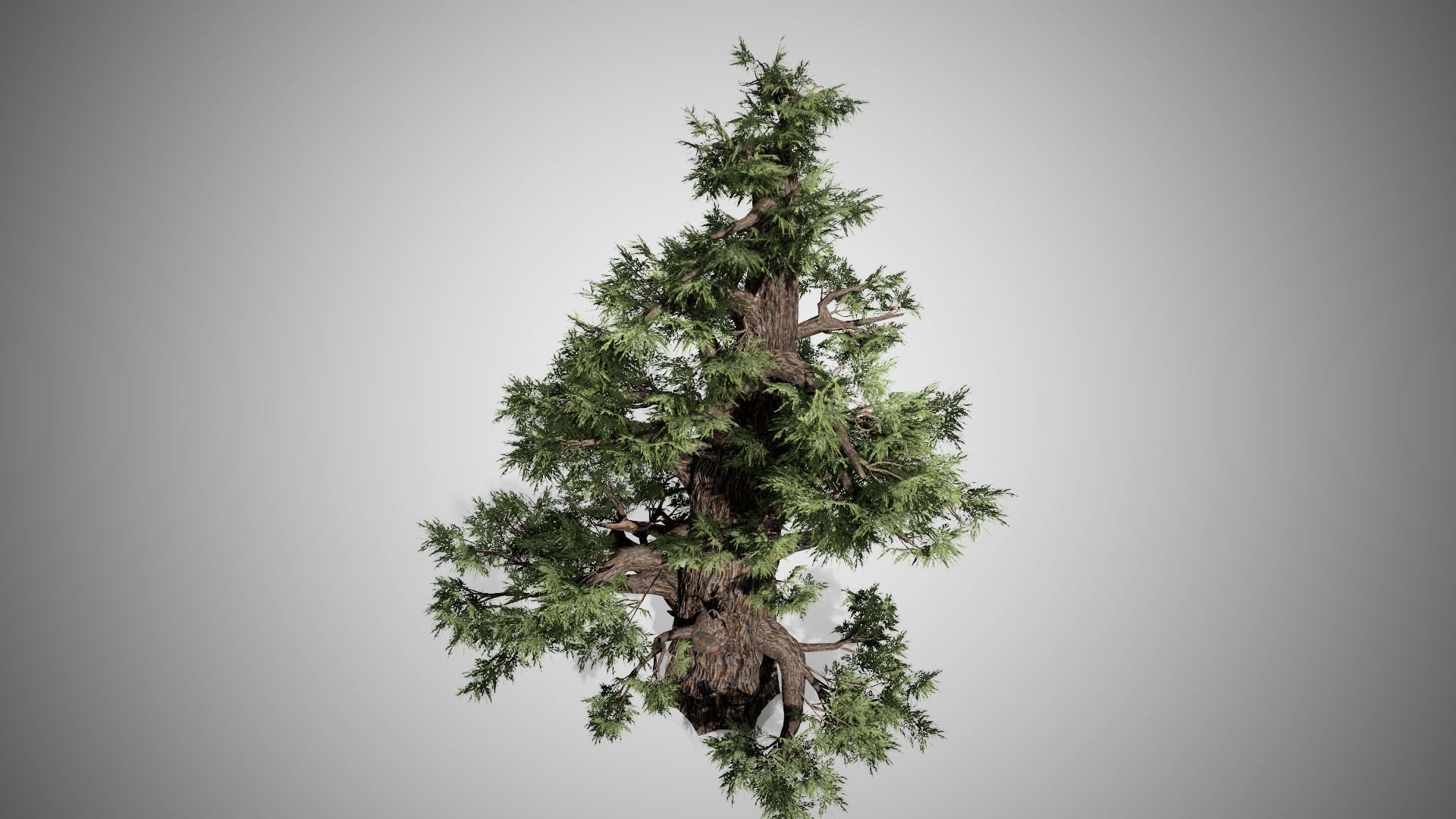 3D model Western Juniper Tree VR / AR / low-poly | CGTrader