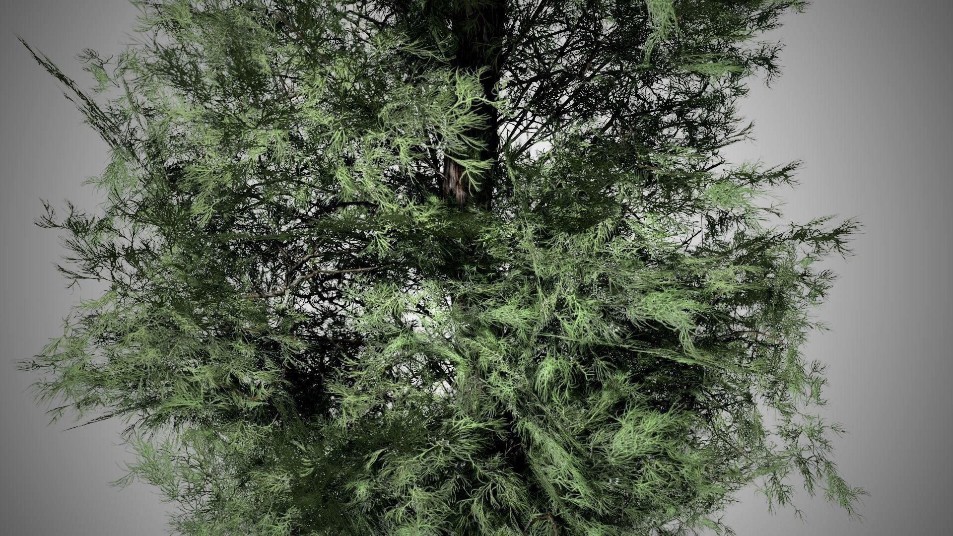 3D model Eastern Red Cedar Tree VR / AR / low-poly | CGTrader