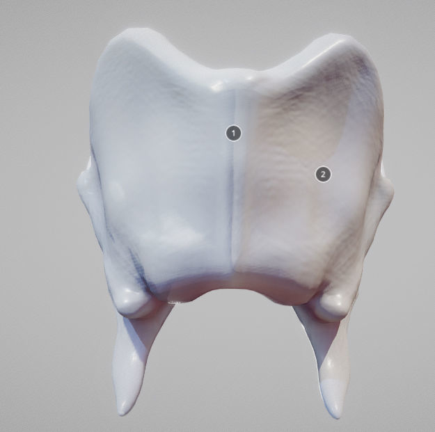 3D model Thyroid Cartilage VR / AR / low-poly | CGTrader