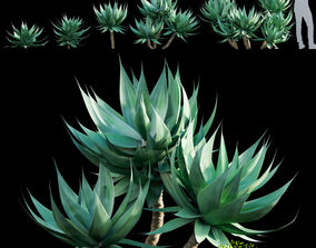 Agave 3D Models | CGTrader