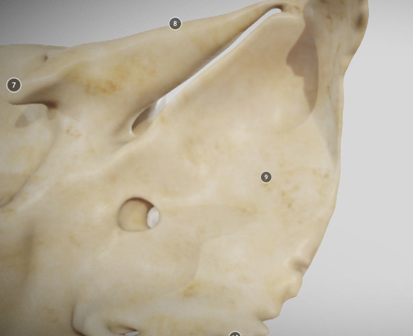3D model Sphenoid Bone VR / AR / low-poly | CGTrader
