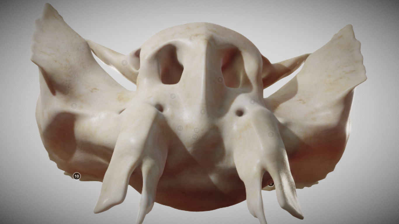 3D model Sphenoid Bone VR / AR / low-poly | CGTrader
