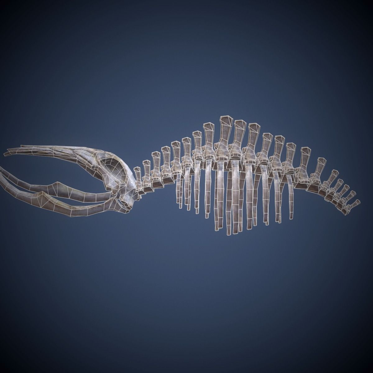 3D model Whale skeleton VR / AR / low-poly | CGTrader