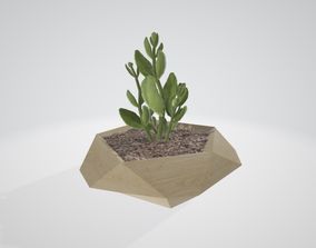 Sedum 3D Models | CGTrader
