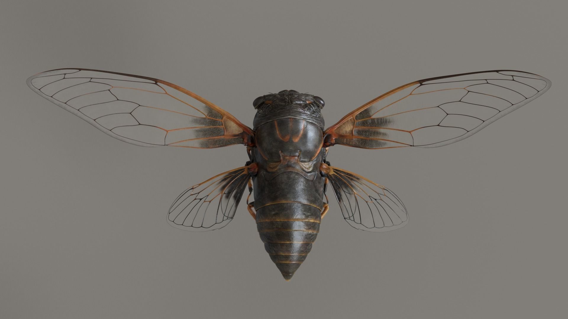 Cicada Animated 3D model animated rigged | CGTrader