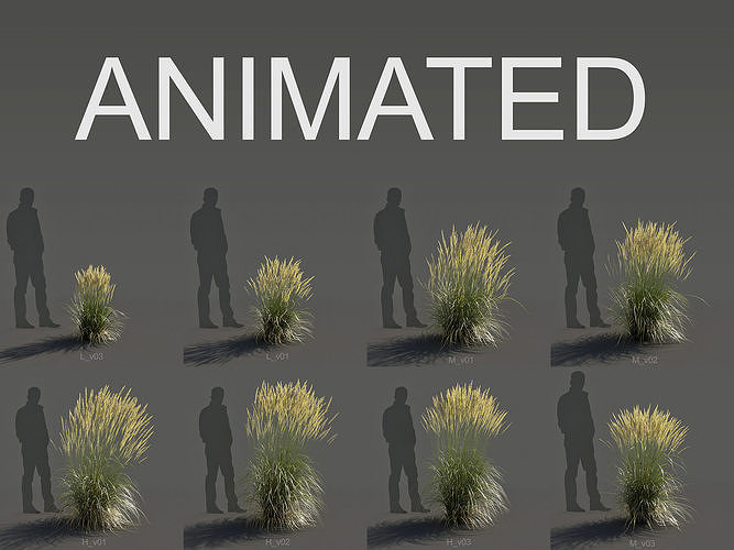 Looped Wind Animation of Feather Reed Grass - 9 animated models 3D ...