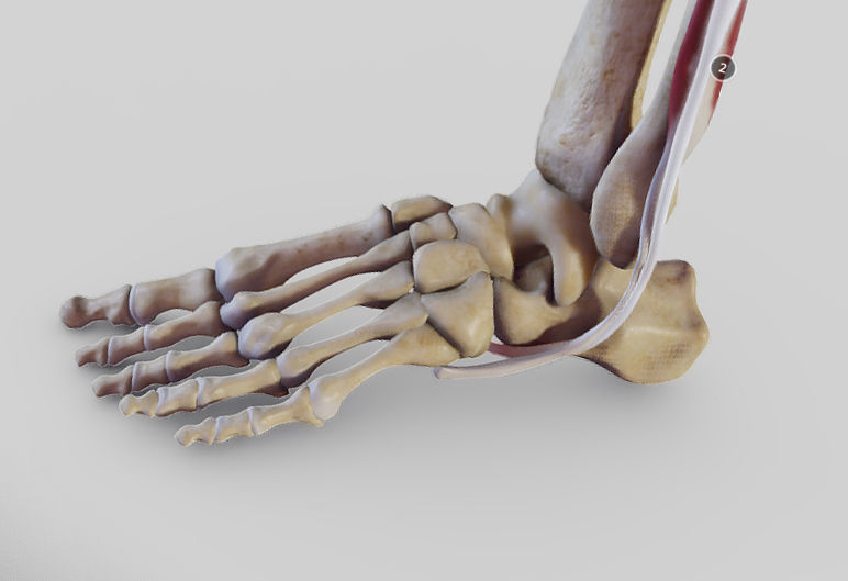 3D model Leg Lateral Muscles VR / AR / low-poly | CGTrader
