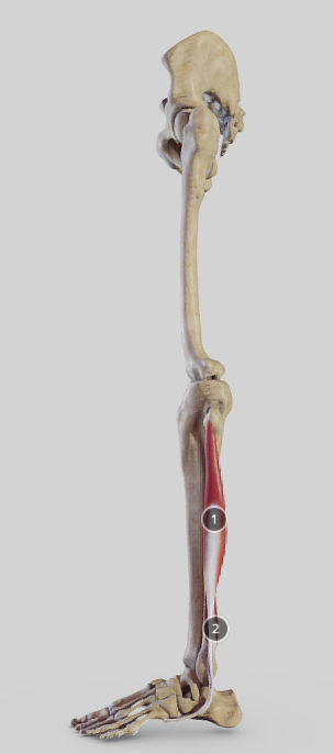 3D model Leg Lateral Muscles VR / AR / low-poly | CGTrader