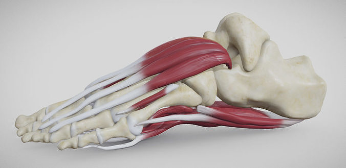 3D model Foot Muscles VR / AR / low-poly | CGTrader