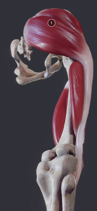 3D model Thigh Extensors And Hip Gluteal Muscles VR / AR / low-poly ...