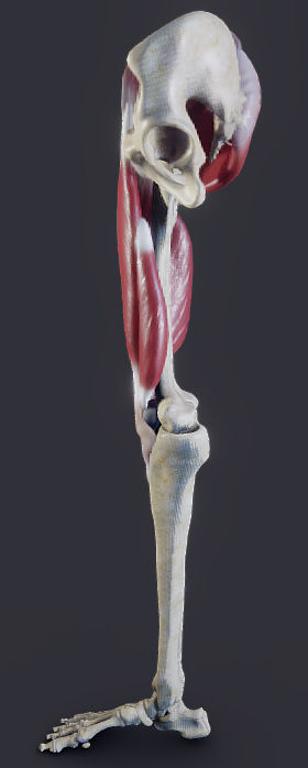 3D model Thigh Extensors And Hip Gluteal Muscles VR / AR / low-poly ...