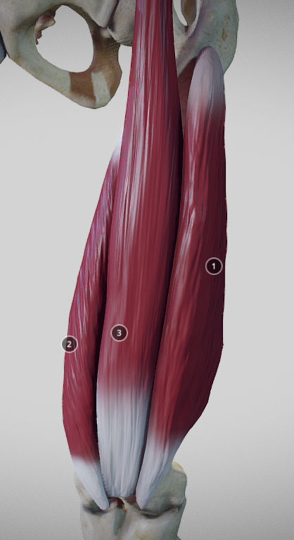 3D model Extensors of the thigh VR / AR / low-poly | CGTrader
