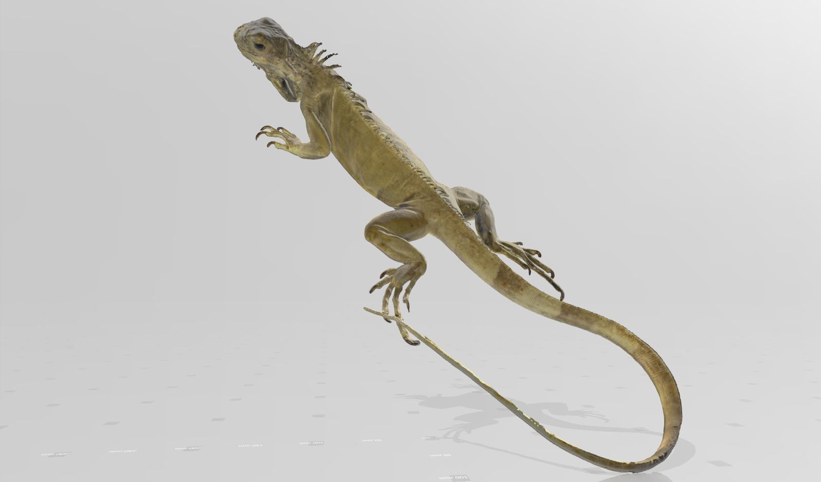 Real life Iguana 3D print model 3D model 3D printable | CGTrader