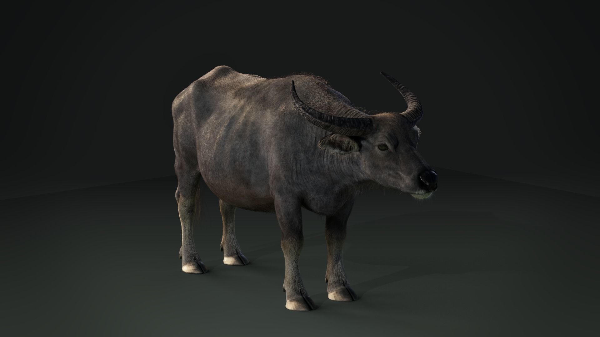 Asian buffalo - Water buffalo Animated 3D model animated rigged | CGTrader