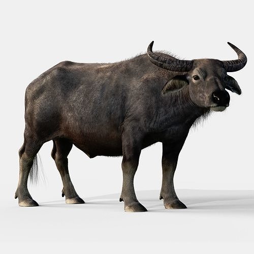 Asian buffalo - Water buffalo Animated 3D model animated rigged | CGTrader