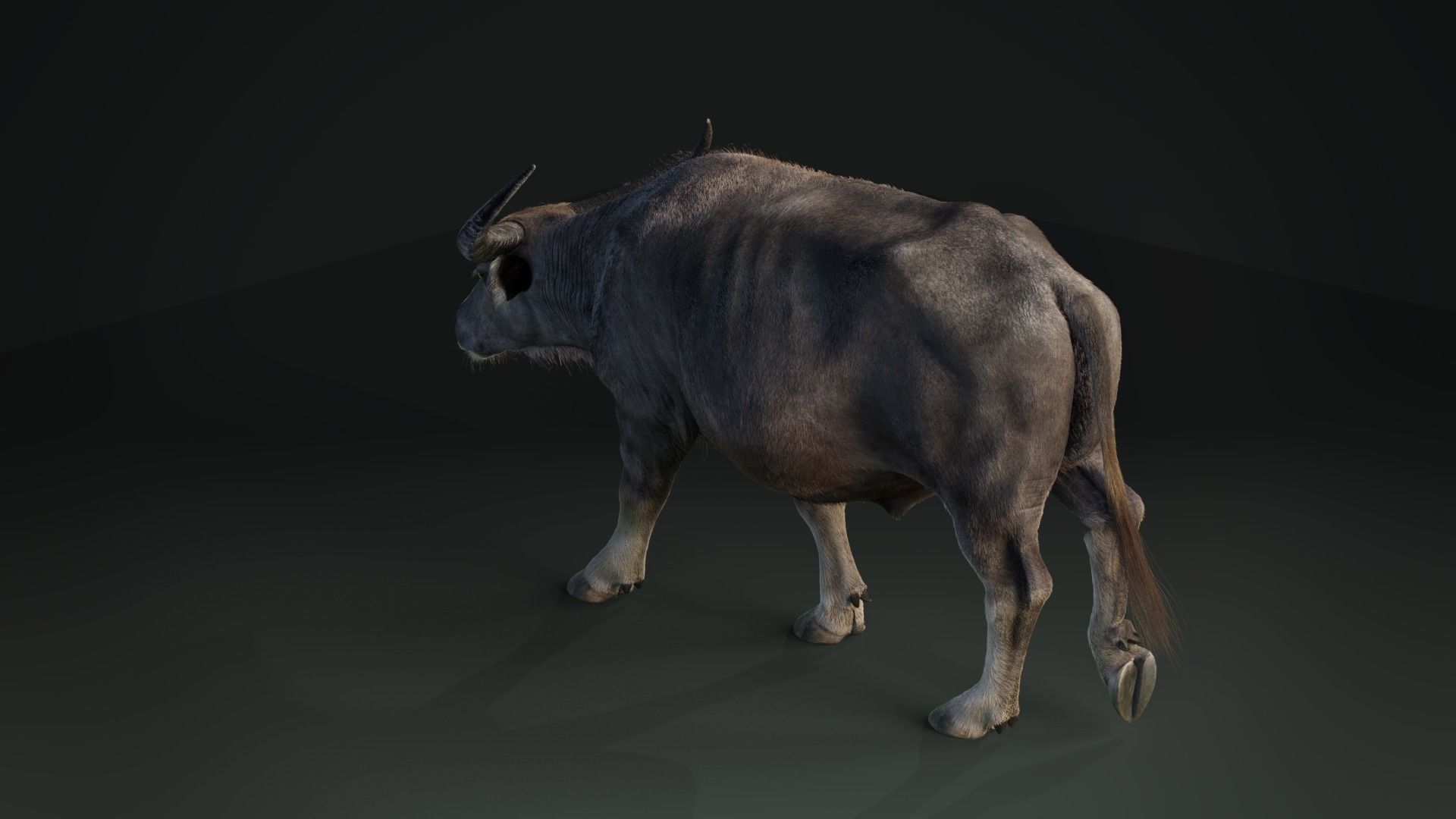 Asian buffalo - Water buffalo Animated 3D model animated rigged | CGTrader