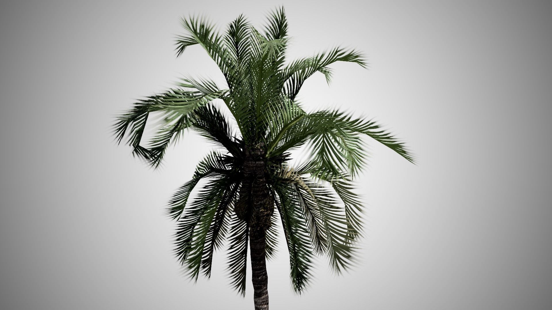 3D model Date Palm Tree VR / AR / low-poly | CGTrader