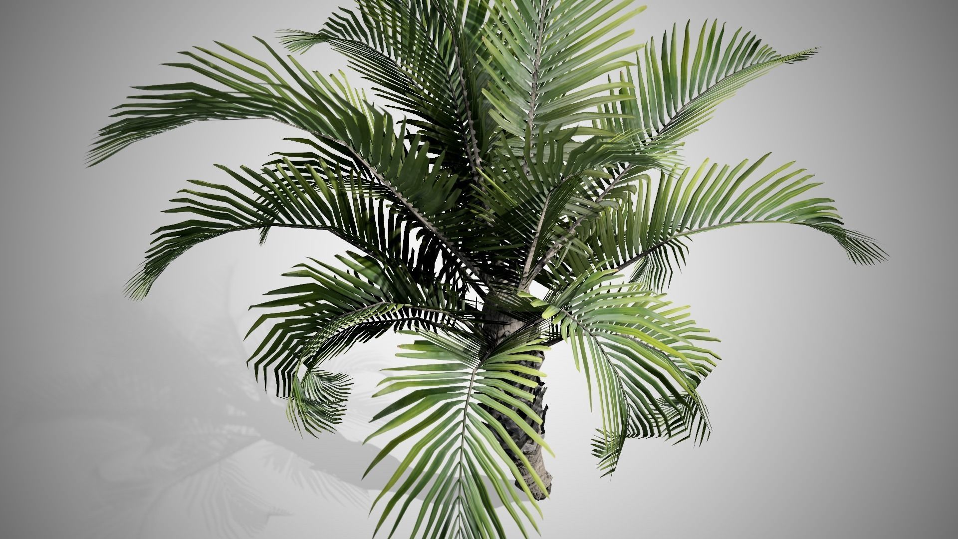 3D model Curly Palm Tree VR / AR / low-poly | CGTrader