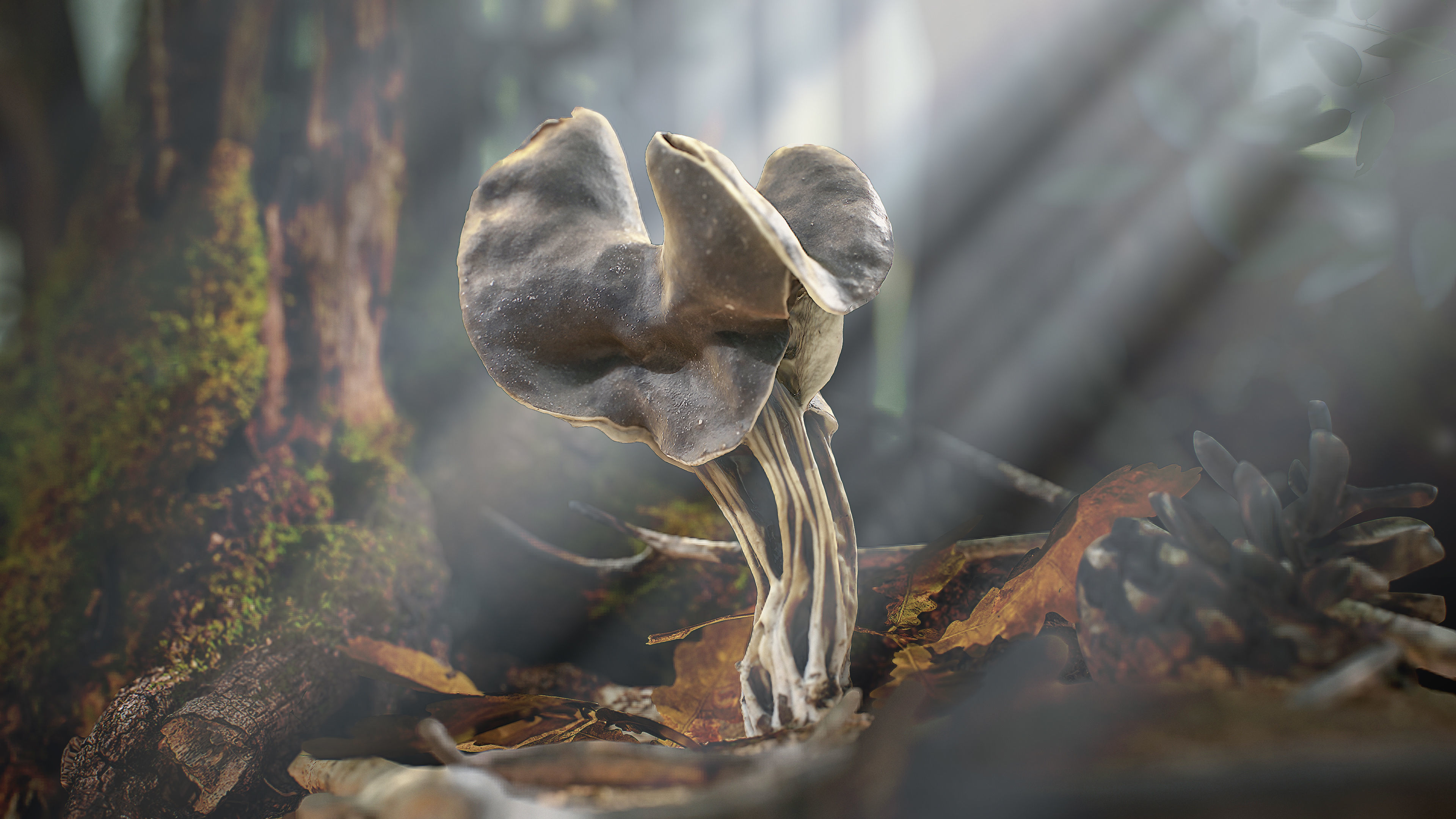 3D model Realistic Forest Mushrooms - Helvella Lacunosa Fungi VR / AR ...