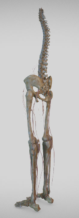 3D model Lower Limb skeleton and nerves VR / AR / low-poly | CGTrader