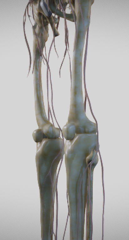 3D model Lower Limb skeleton and nerves VR / AR / low-poly | CGTrader