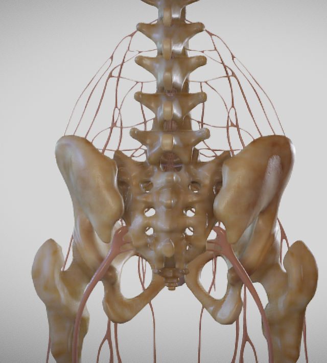 3D model Lower Limb skeleton and nerves VR / AR / low-poly | CGTrader