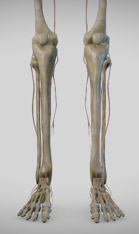 3D model Lower Limb skeleton and nerves VR / AR / low-poly | CGTrader