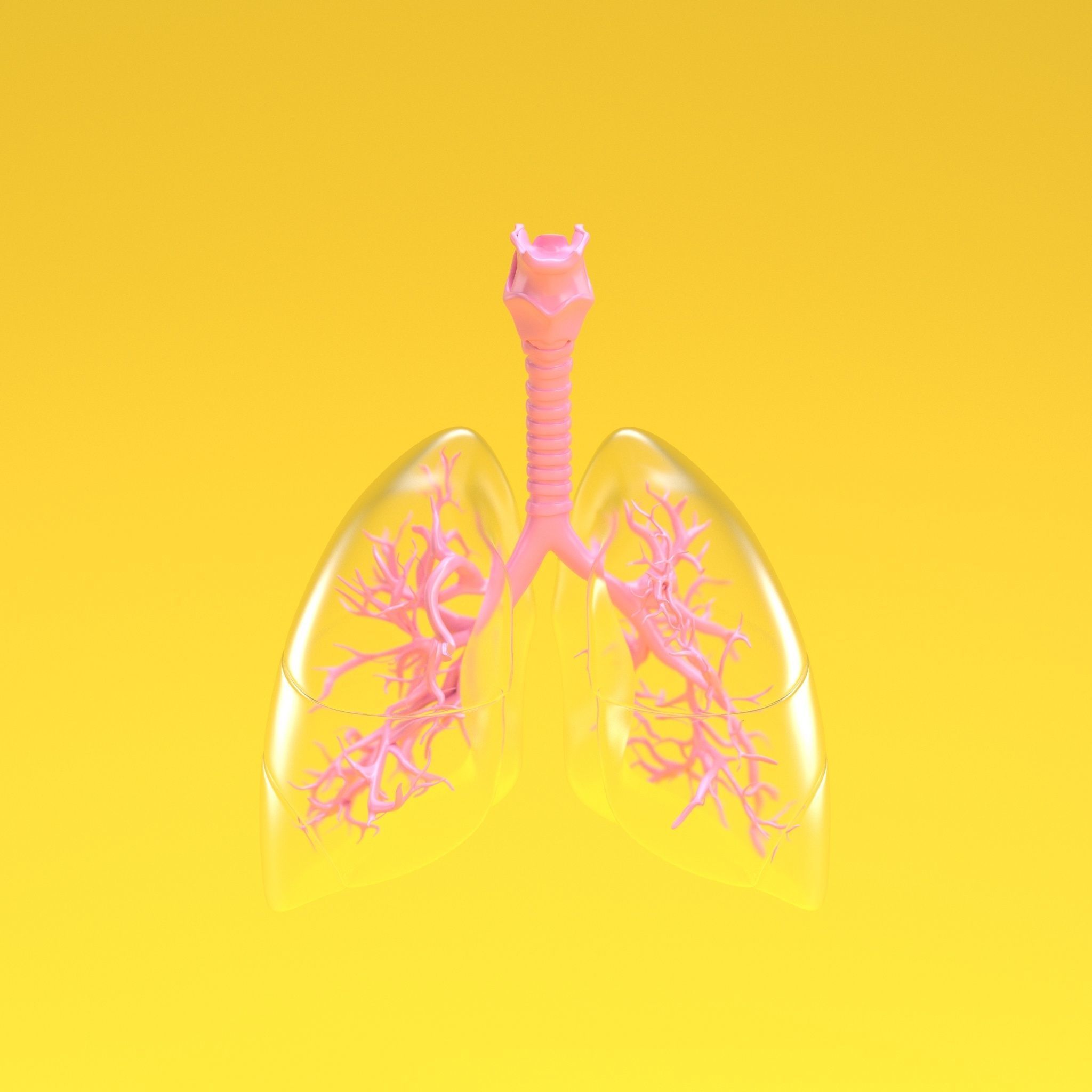 Human Lung with Bronchia 3D model 3D model | CGTrader