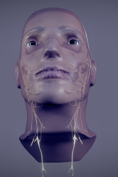 3D model Head Skull Cranial Nerves VR / AR / low-poly | CGTrader