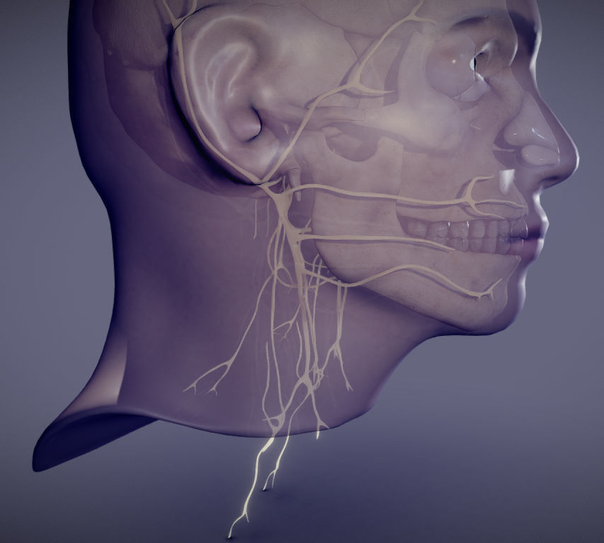 3D model Head Skull Cranial Nerves VR / AR / low-poly | CGTrader