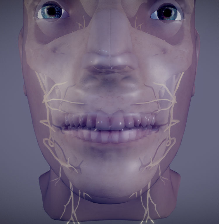 3D model Head Skull Cranial Nerves VR / AR / low-poly | CGTrader