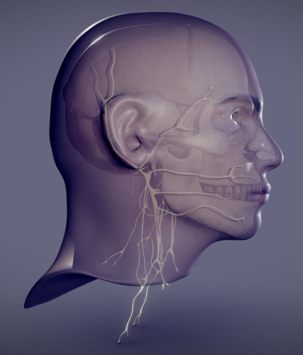 3D model Head Skull Cranial Nerves | CGTrader