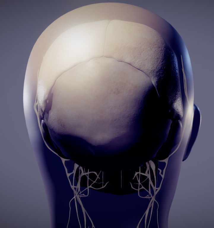 3D model Head Skull Cranial Nerves VR / AR / low-poly | CGTrader