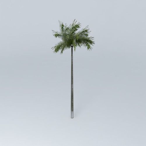 Palm tree free 3D model | CGTrader