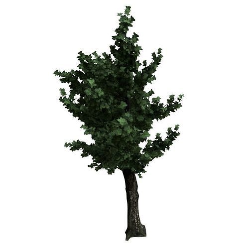 3D model Tree With Leaves VR / AR / low-poly | CGTrader