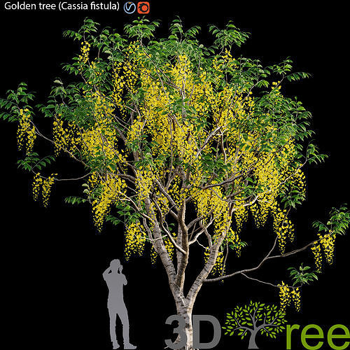 Golden tree -Cassia fistula-01 3D model | CGTrader