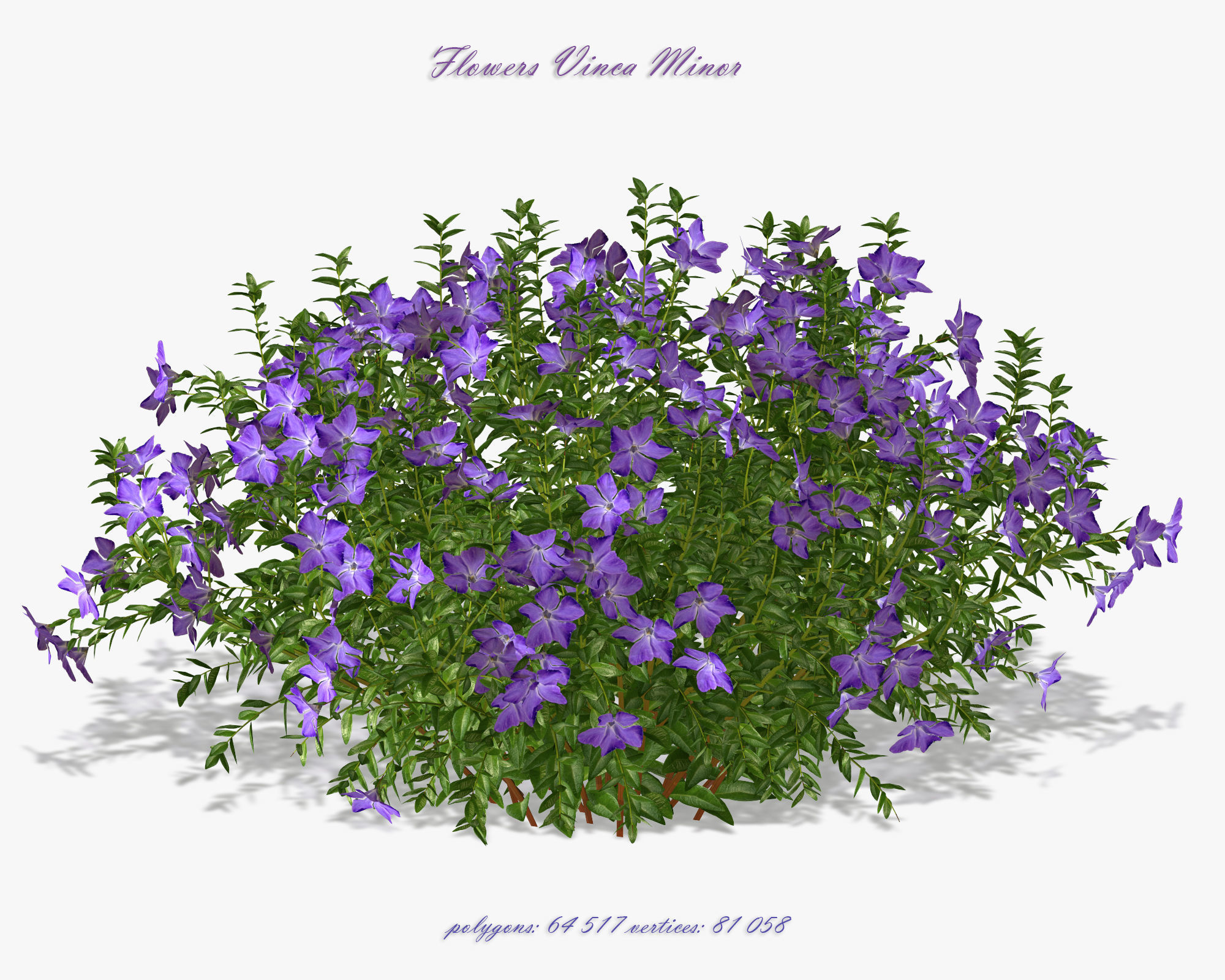 Flowers Vinca Minor 3D model | CGTrader