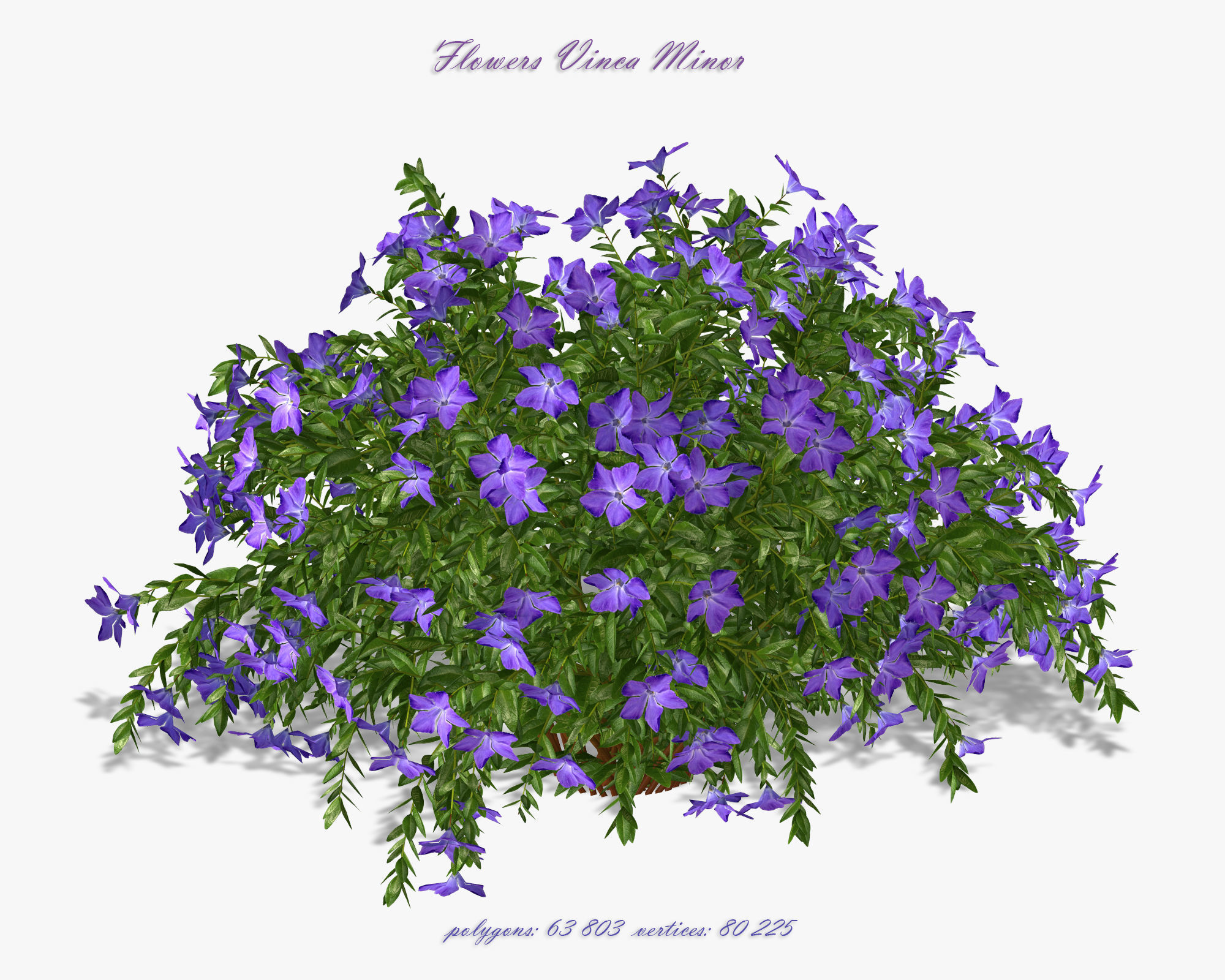 Flowers Vinca Minor 3D model | CGTrader