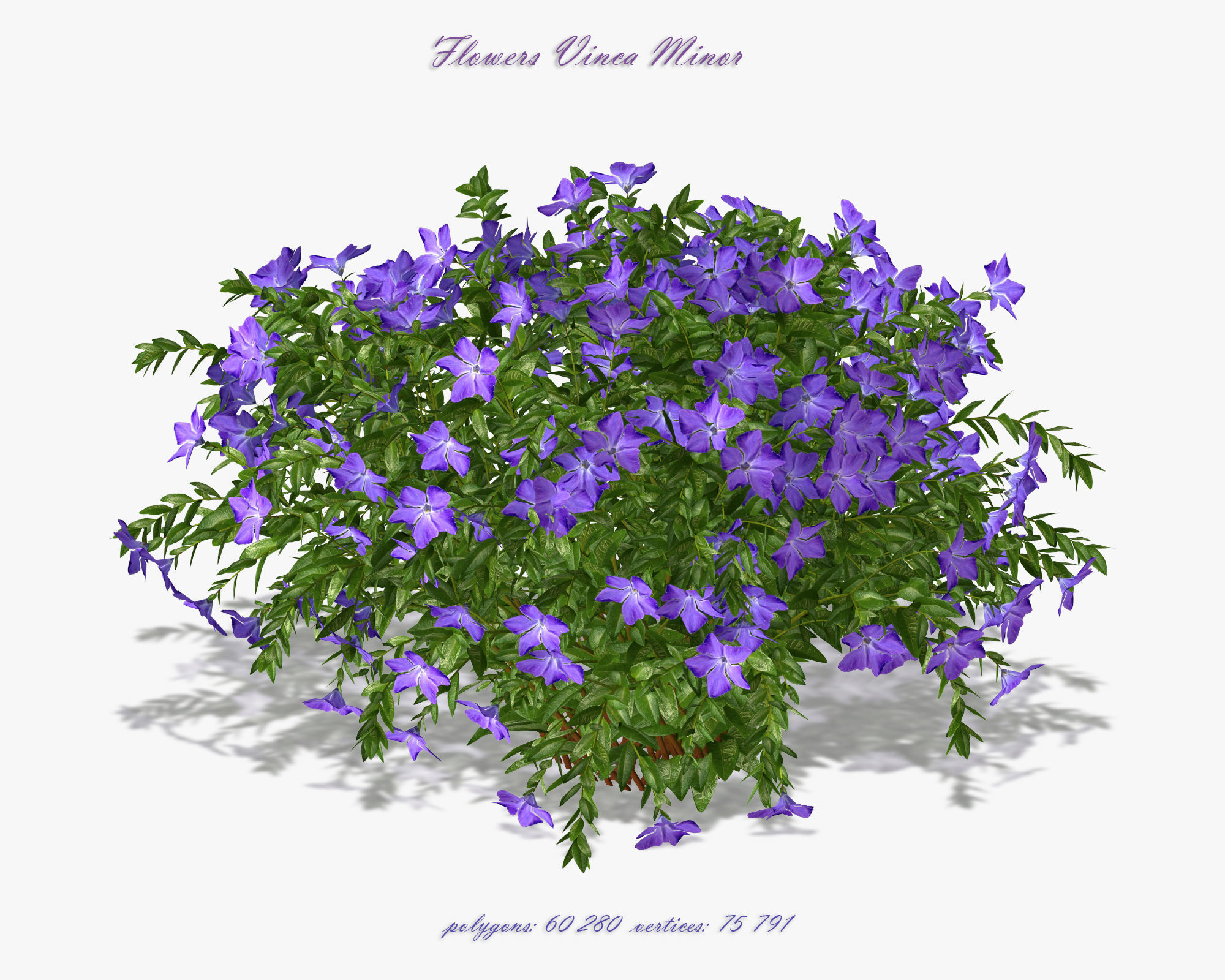 Flowers Vinca Minor 3D model | CGTrader