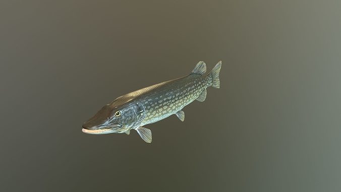 3D model The Pike VR / AR / low-poly | CGTrader