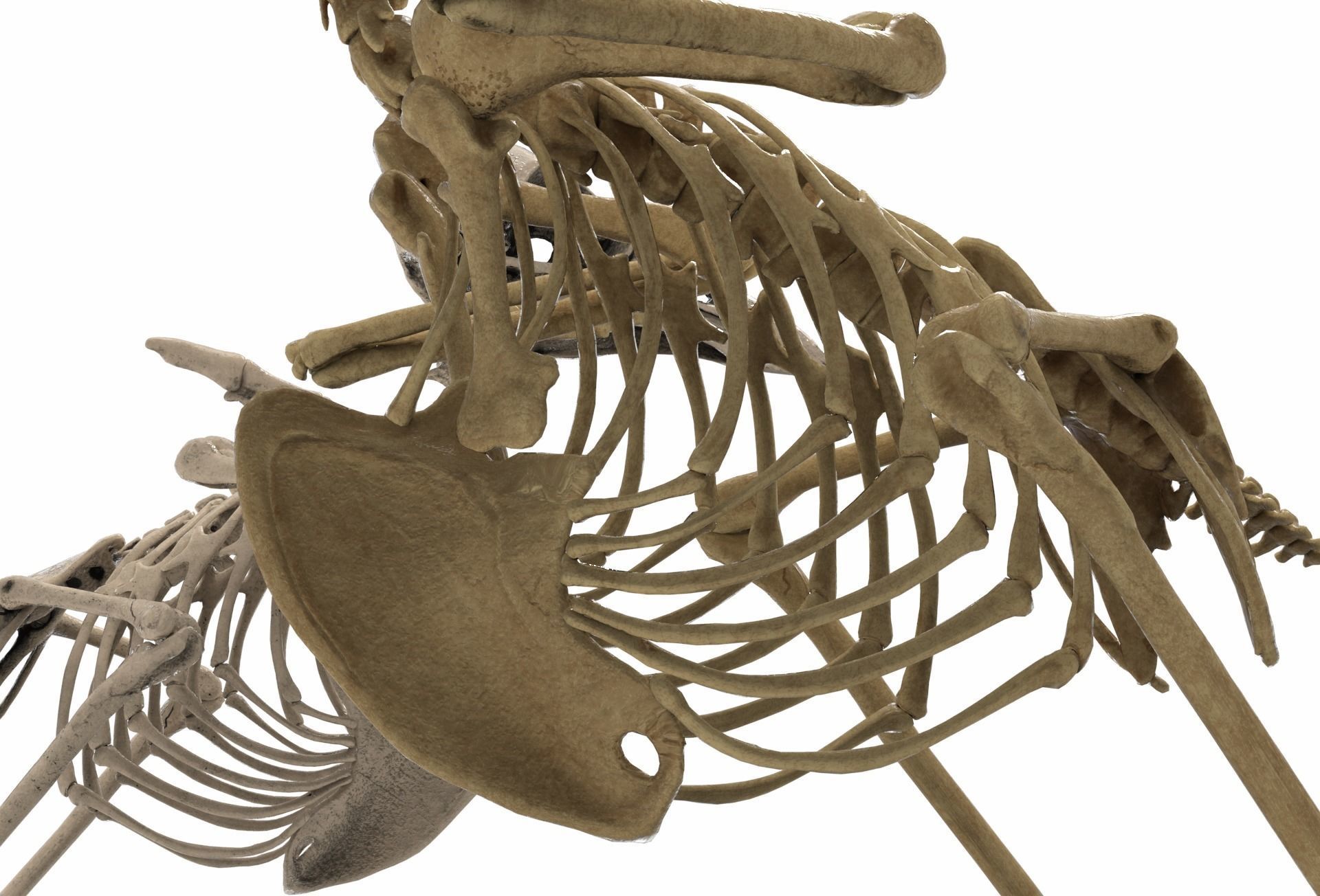 Raven skeleton 3D model | CGTrader