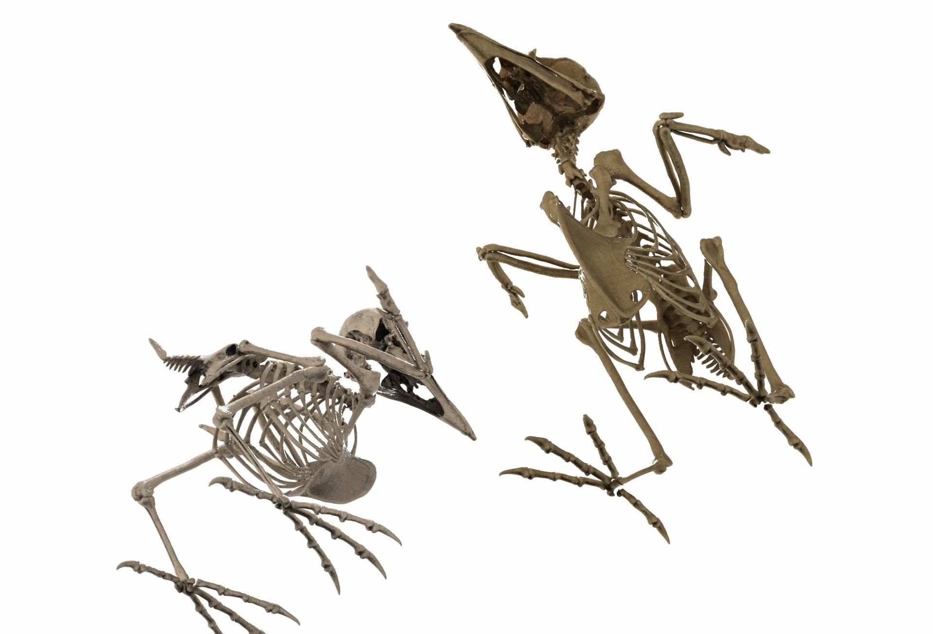 Raven skeleton 3D model | CGTrader