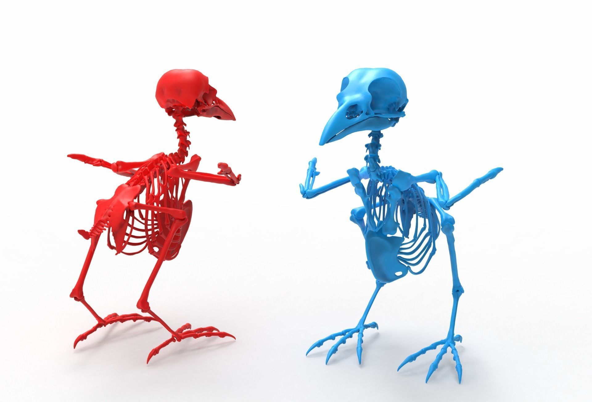 Raven skeleton 3D model | CGTrader