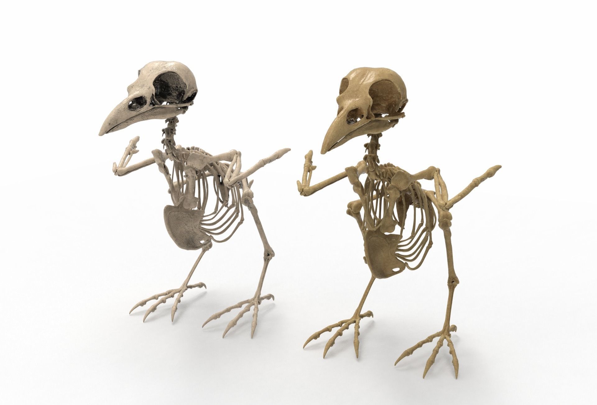 Raven skeleton 3D model | CGTrader