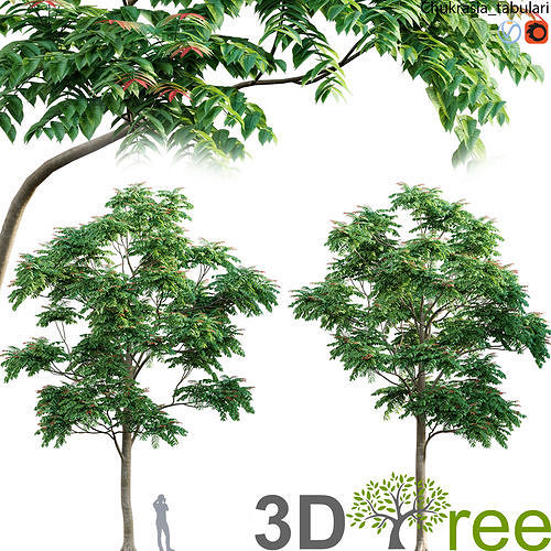 Chukrasia tabularis-chickrassy 04 3D model | CGTrader