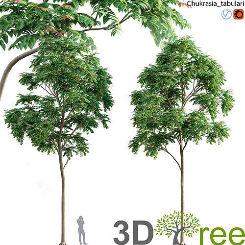 Chukrasia tabularis-chickrassy 02 3D model | CGTrader