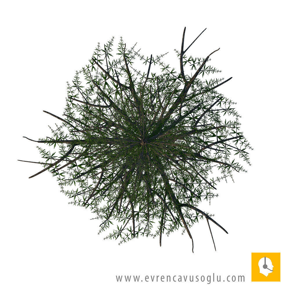 2D High Resolution Trees with PSD free Texture | CGTrader