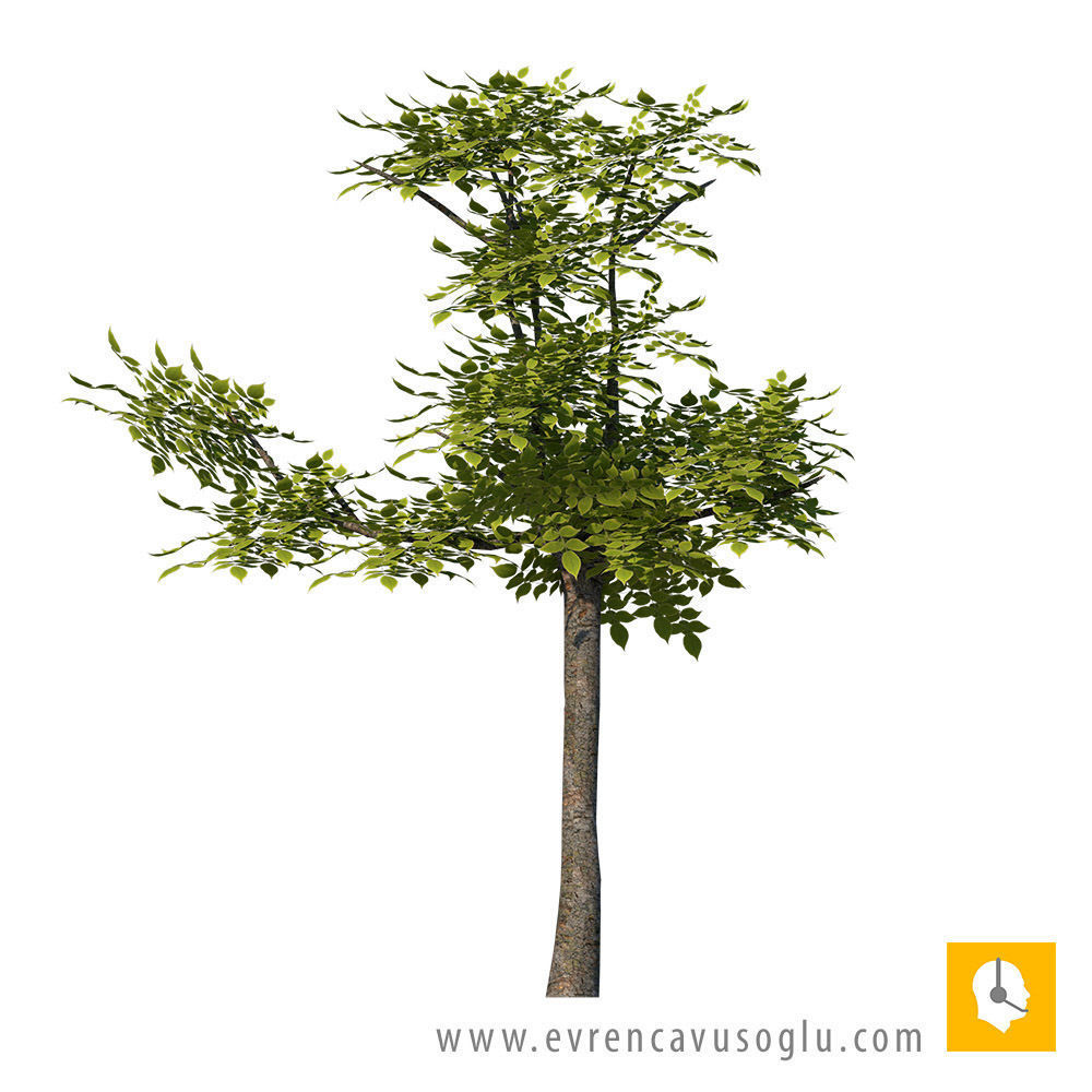 Sketchup Tree 02 free 3D model | CGTrader