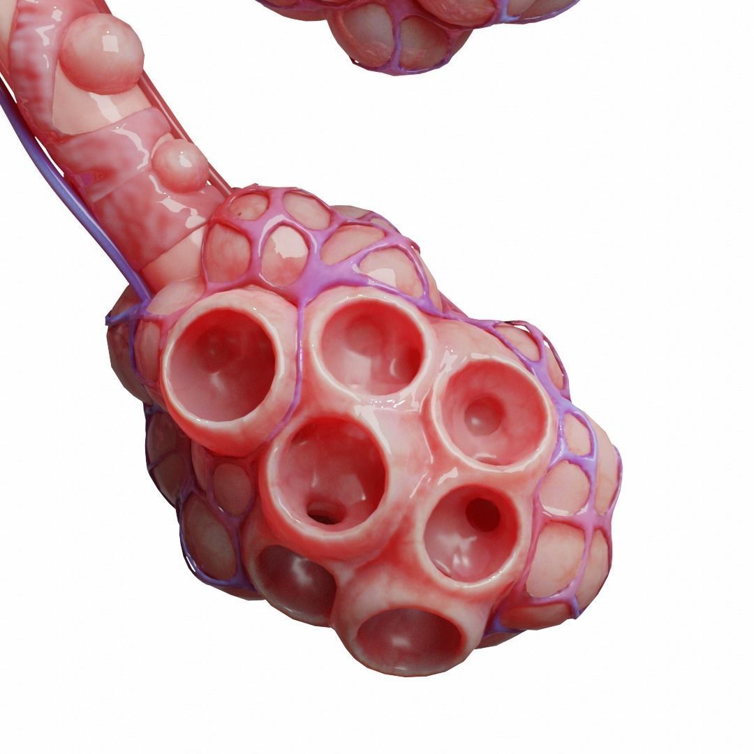 Realistic Human Bronchi Alveoli Anatomy 3D model | CGTrader